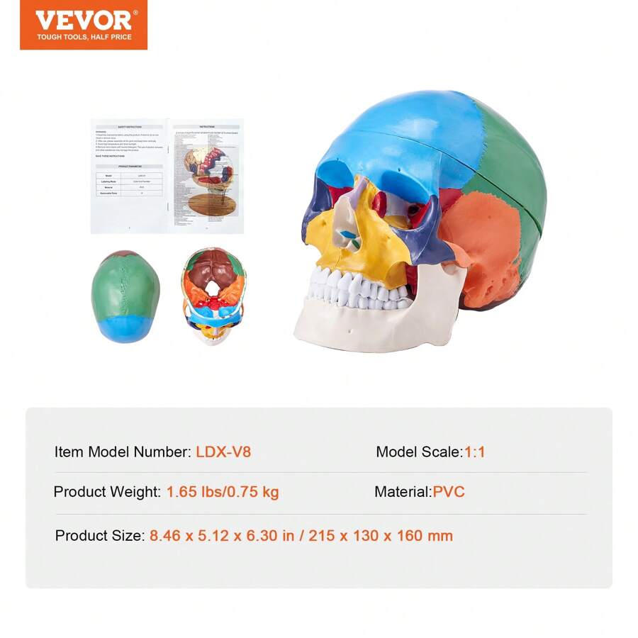 VEVOR Human Skull Model, 8 Parts Brain & 3 Parts Skull, Life-Size ...