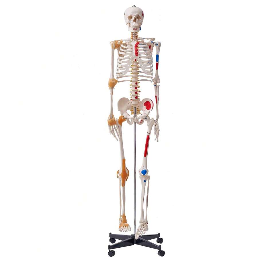VEVOR VEVOR Human Skeleton Model For Anatomy, 71.65" Life Size ...
