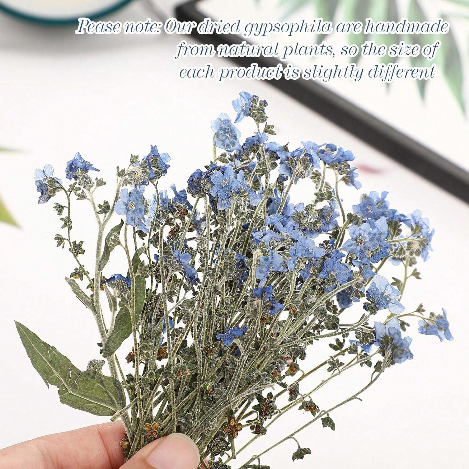 Natural Forget-Me-Not Dried Flowers Don't Forget Me Dried Flowers Real ...