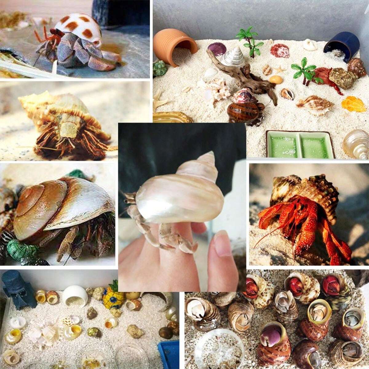 15pcs Hermit Crab Replacement Shells, Natural Conch, Aquarium ...