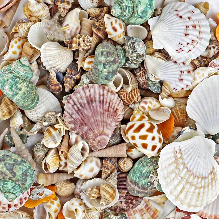 100g (Approx. 60pcs) Seashells, Random Color, For Stunning Aquarium ...