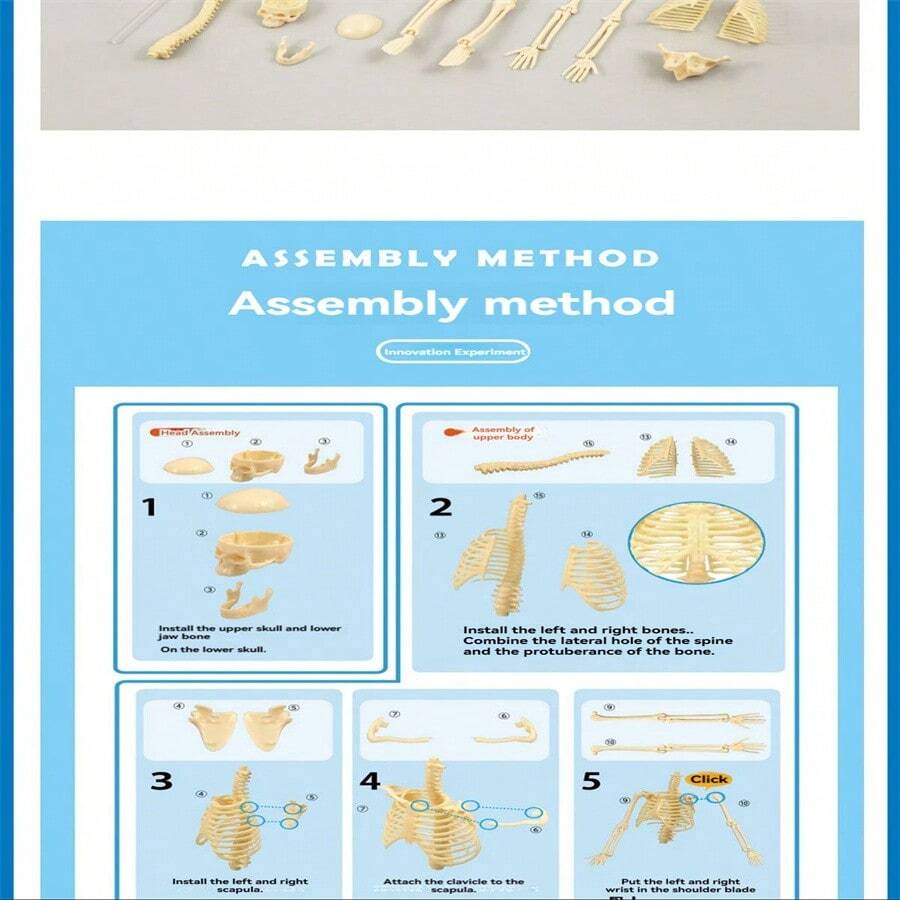 Mini Human Skeleton Model Toy, Full Body Realistic Educational Tool ...