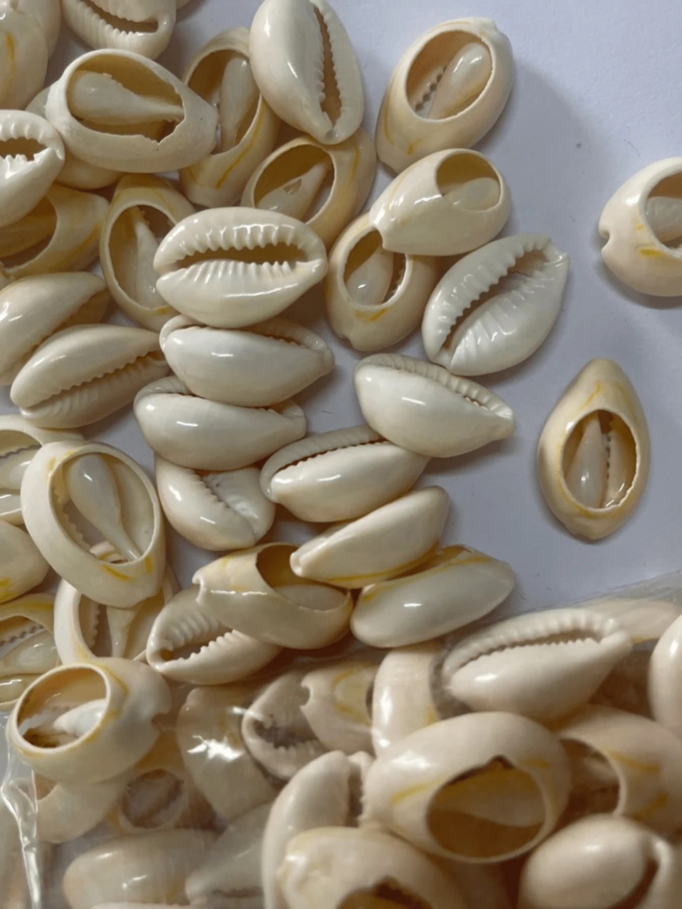 500 Peças de Buzios Naturais cortados na cor bege (conchas naturais ...