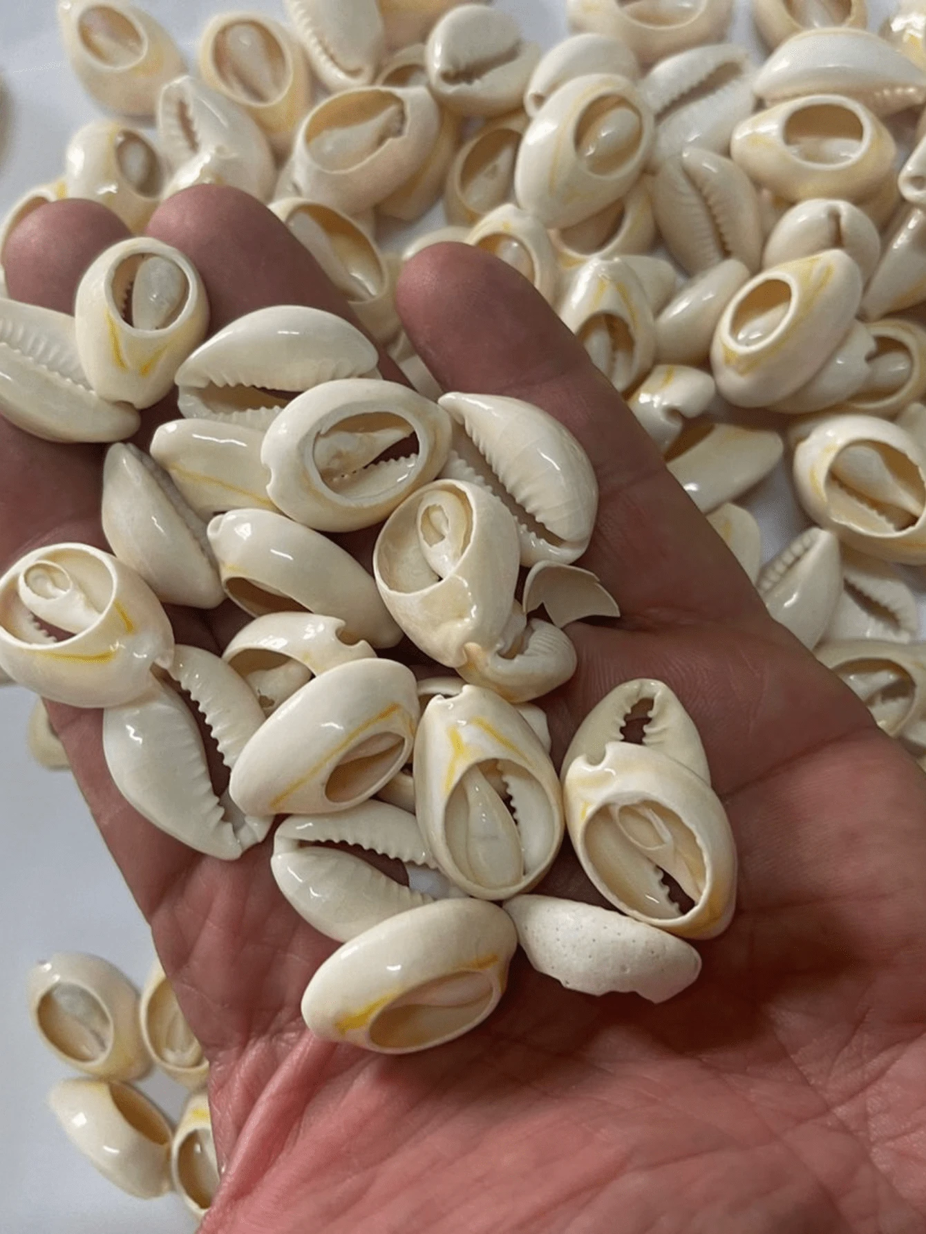 300 Pieces Of Natural Buzios Cut In Beige Color (Open Natural Shells ...