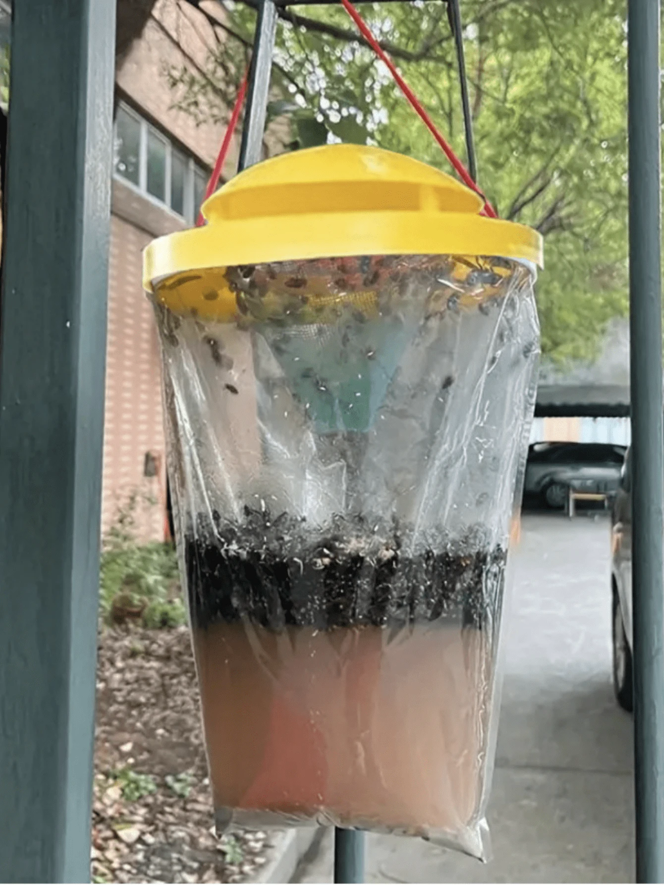 Transparent Fly Trap Bags One Piece | SHEIN USA