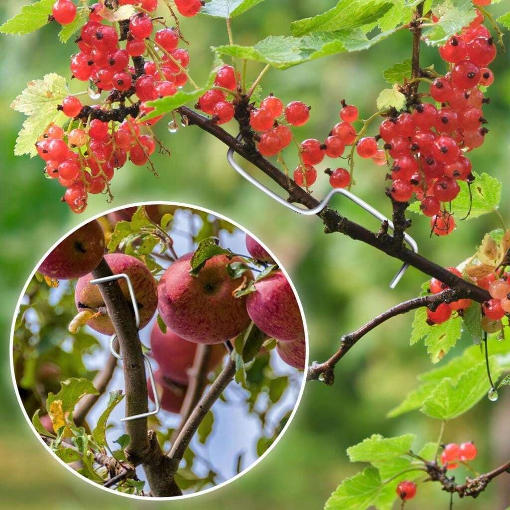 50pcs Apple Tree Branch Bender With M-Shaped 8cm Branch Bender For ...