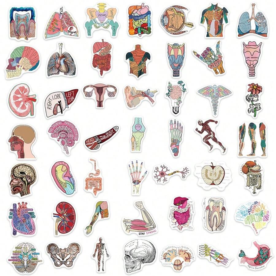 50 Pack Pcs Cartoon Organ Anatomy Diagram Stickers, Vinyl Aesthetic ...