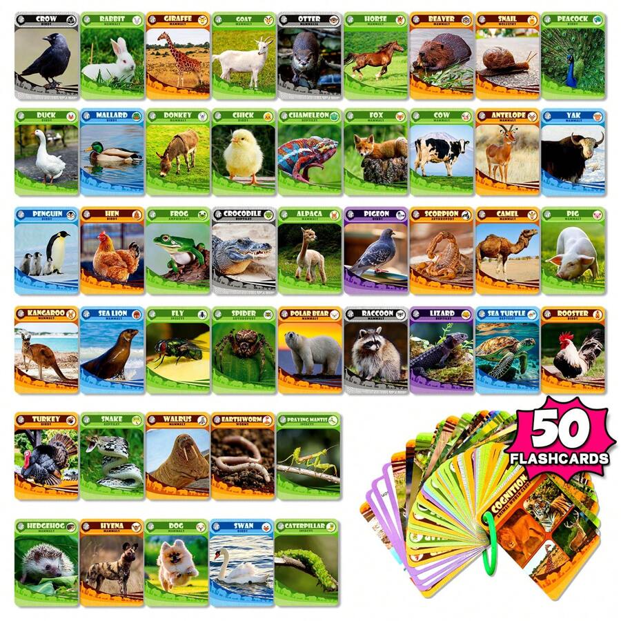 50 cartes d'animaux réalistes pour enfants, fiches éclair en anglais ...