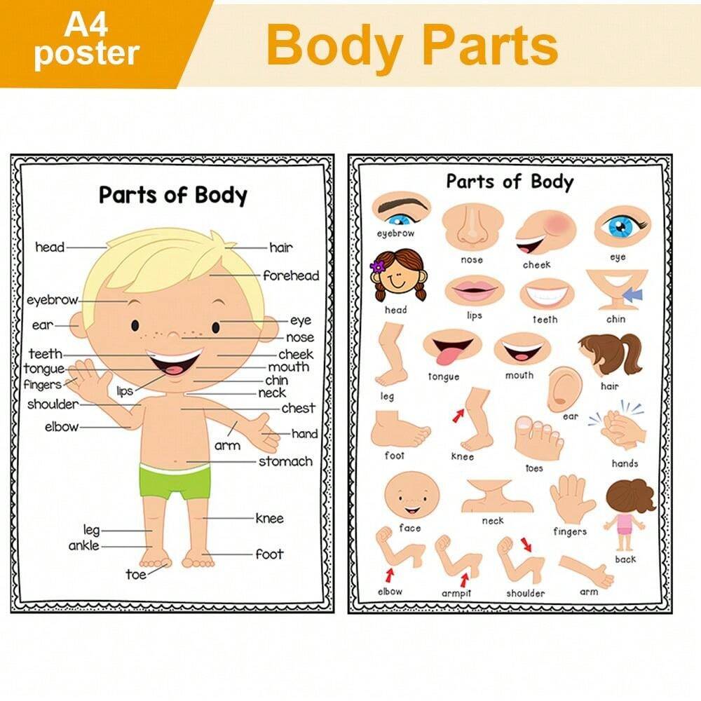 2PCS My Body Charts Interactive Educational Preschool Poster For ...
