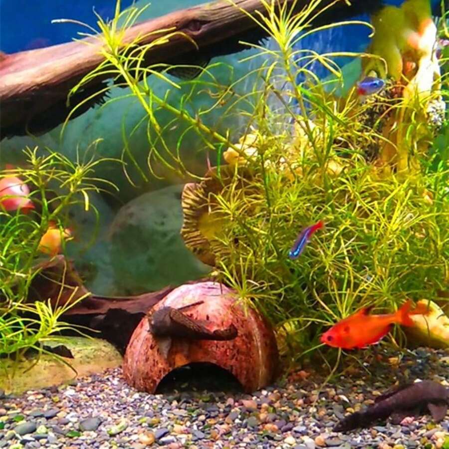 Natural Coconut Reptile Hideouts Lizard Coco Hut Hermit Crab Hut ...