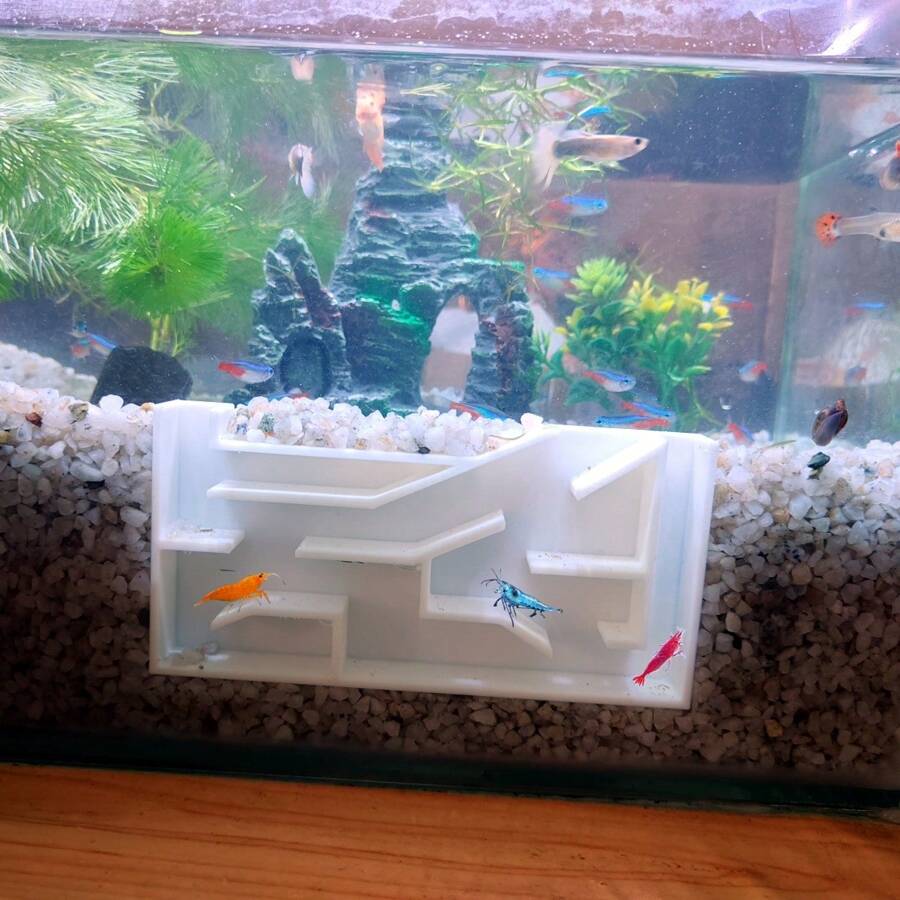 Aquarium Shrimp Maze With Multiple Rooms | SHEIN South Africa