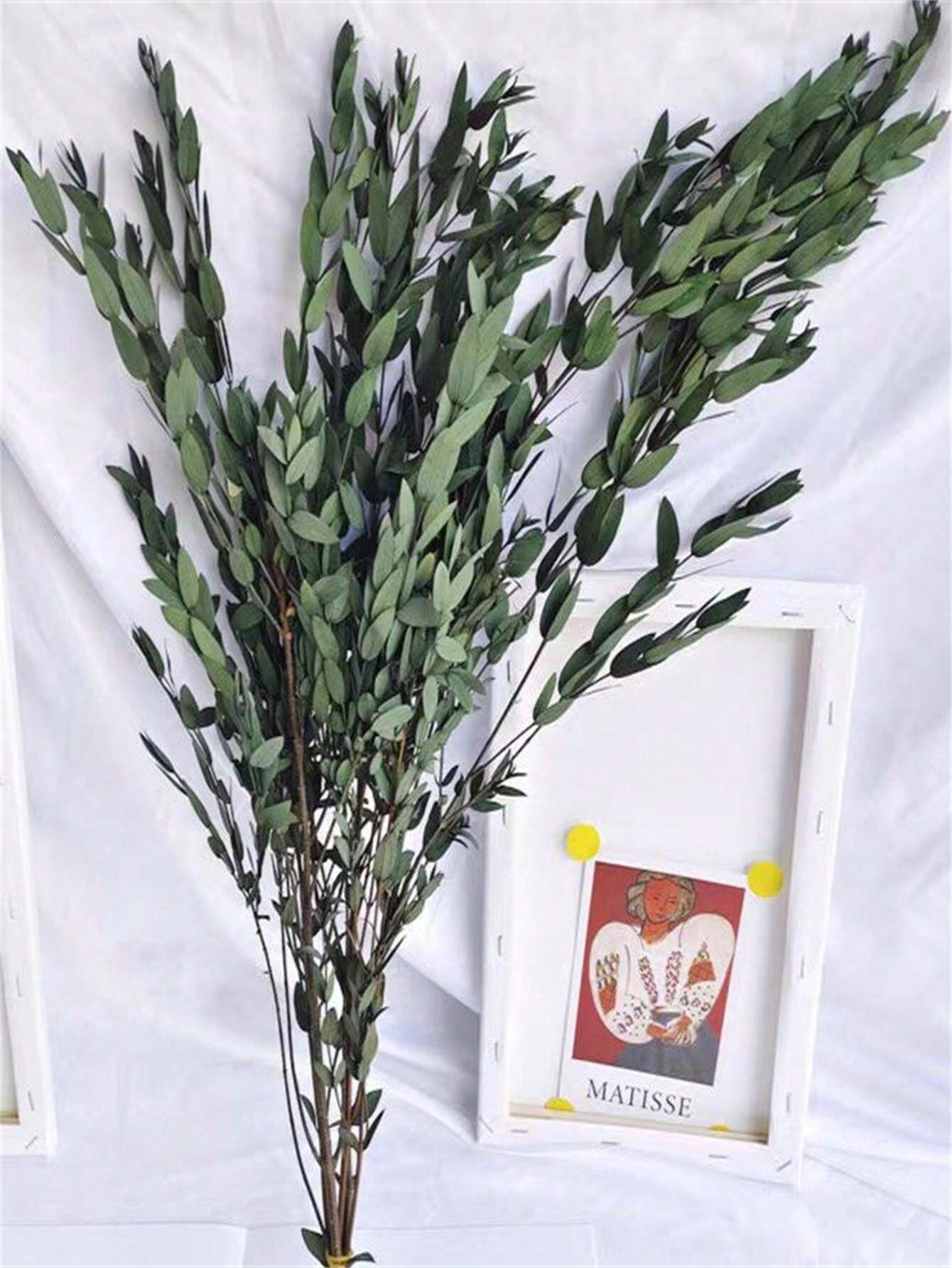 1 Bunch Of Everlasting Fine-Leaf Eucalyptus Beautiful Leaf Eucalyptus ...