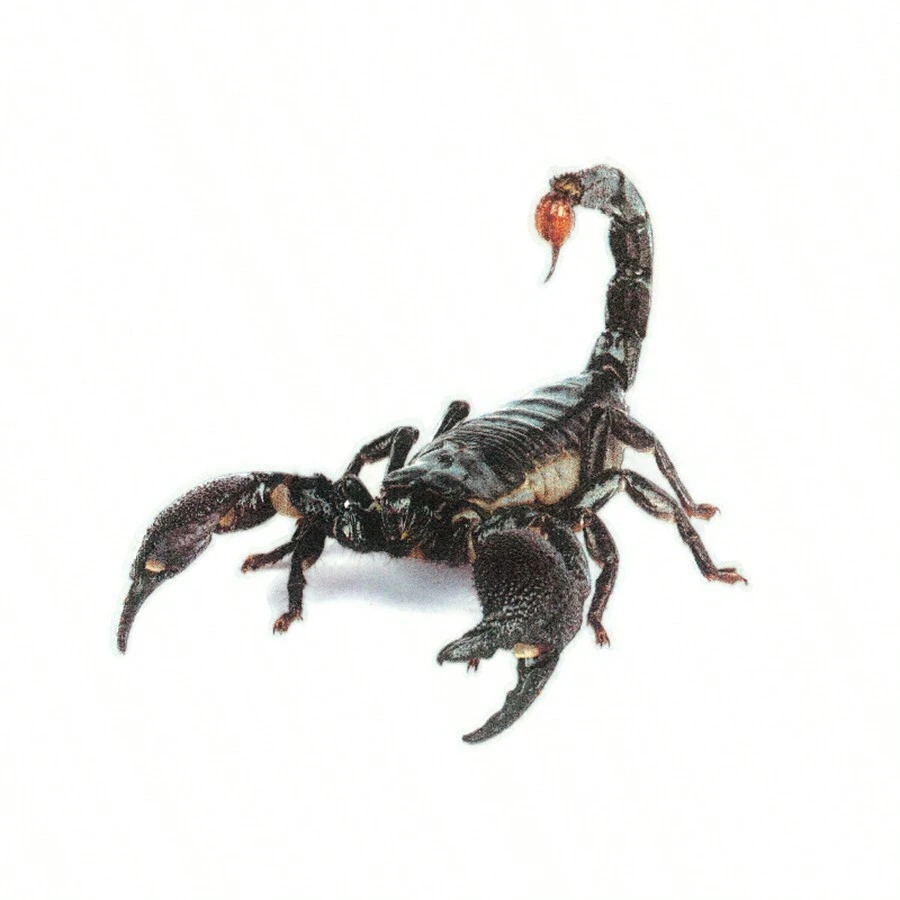 Three-Dimensional 3d Car Spider Gecko Animal Car Stickers Simulation ...