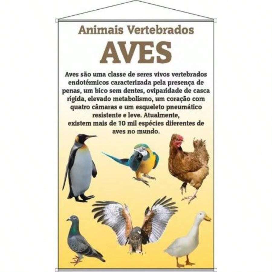 Educational Banner Vertebrate Animals Birds Educational Ref. Will1229 ...