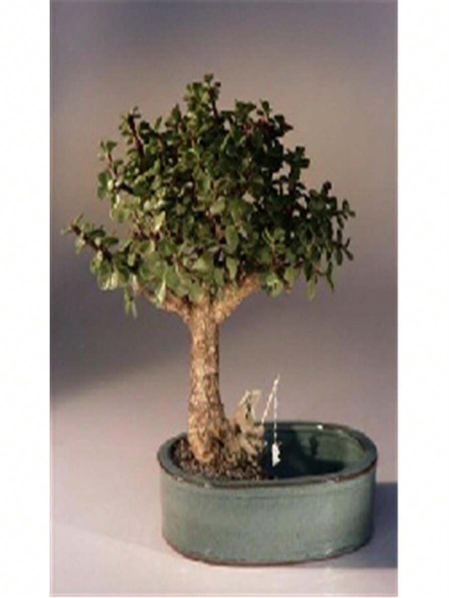 Unbeatablesale Bonsai Boy D1350 Baby Jade Bonsai Tree With Land & Water Pot - Portulacaria Afra ...