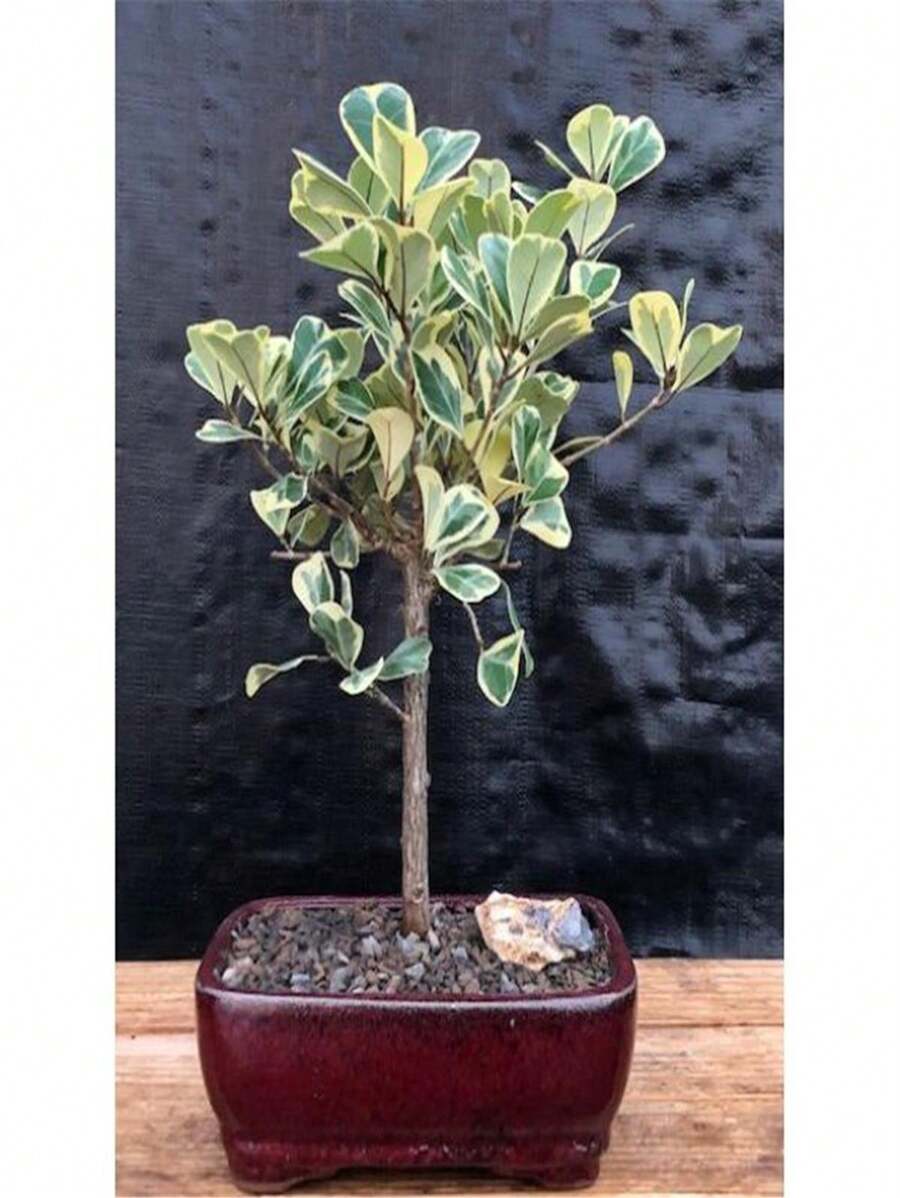 Unbeatablesale Bonsai Boy B2056 Ficus Triangularis Variegata Tree ...