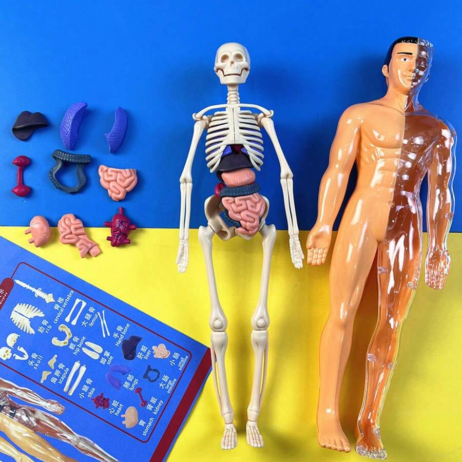 Human Skeleton Anatomy Model Toy, Educational Cognitive Science ...