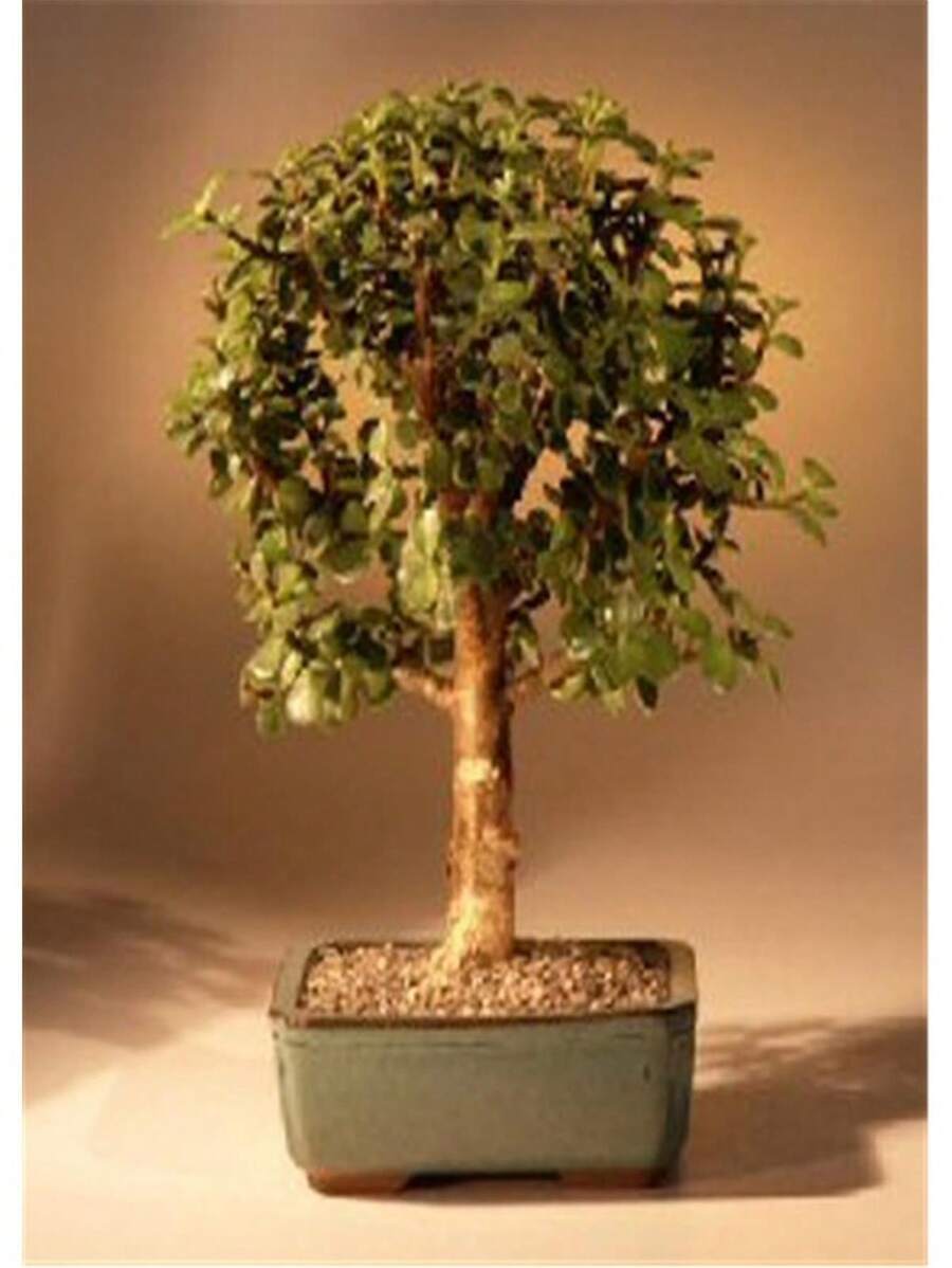 Unbeatablesale Bonsai Boy B1113 Baby Jade Bonsai Tree - Portulacaria Afra - Medium | SHEIN USA