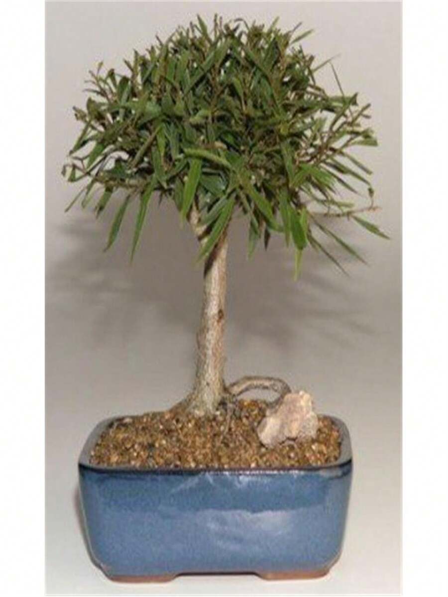 Bonsai Boy B1135 Willow Leaf Ficus Bonsai Tree - Ficus Nerifolia ...