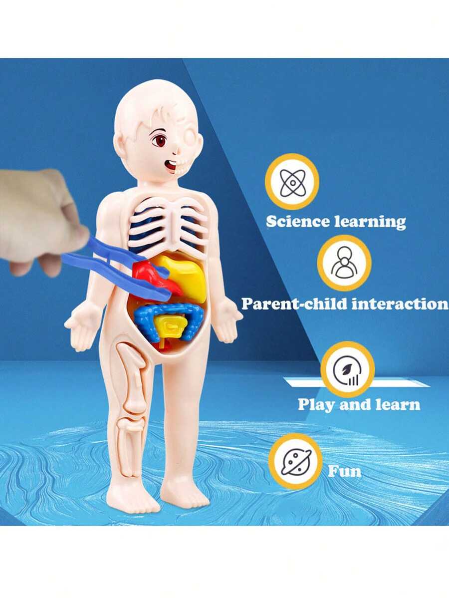 Montessori Children's 3D Human Anatomy Puzzle - Educational Learning ...