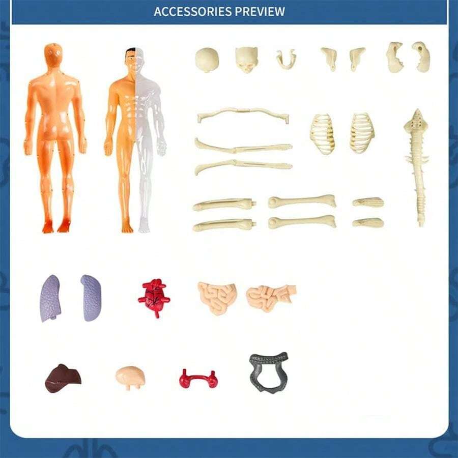 Children's Anatomy, Removable Skeleton Model And STEM Toy Science Kit ...