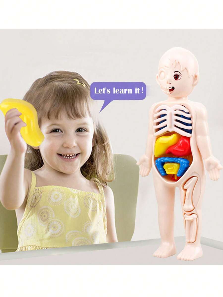 Montessori Children's 3D Human Anatomy Puzzle - Educational Learning ...