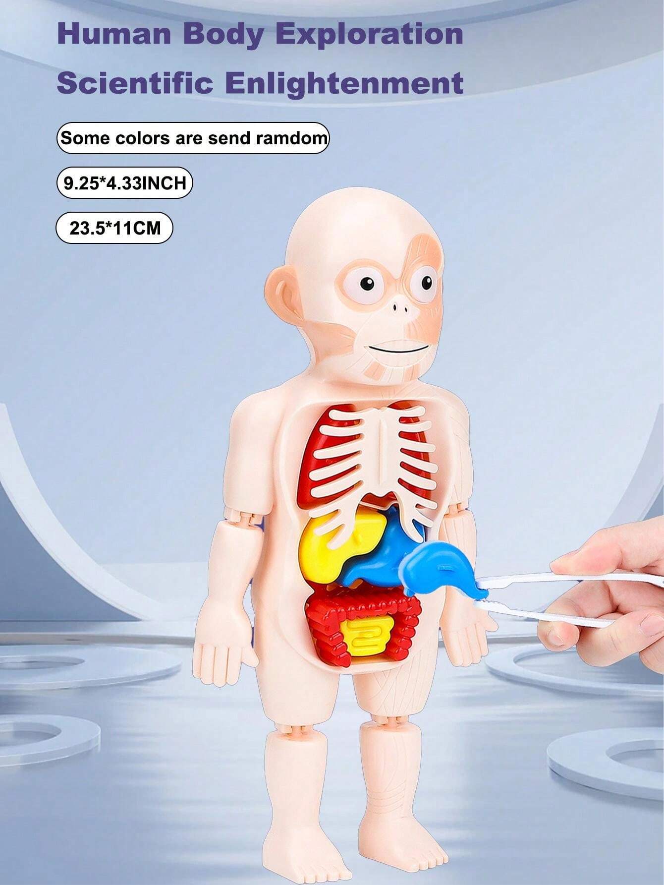 1set Children Human Organ Model Education Toy, STEM Toys For Boys And ...