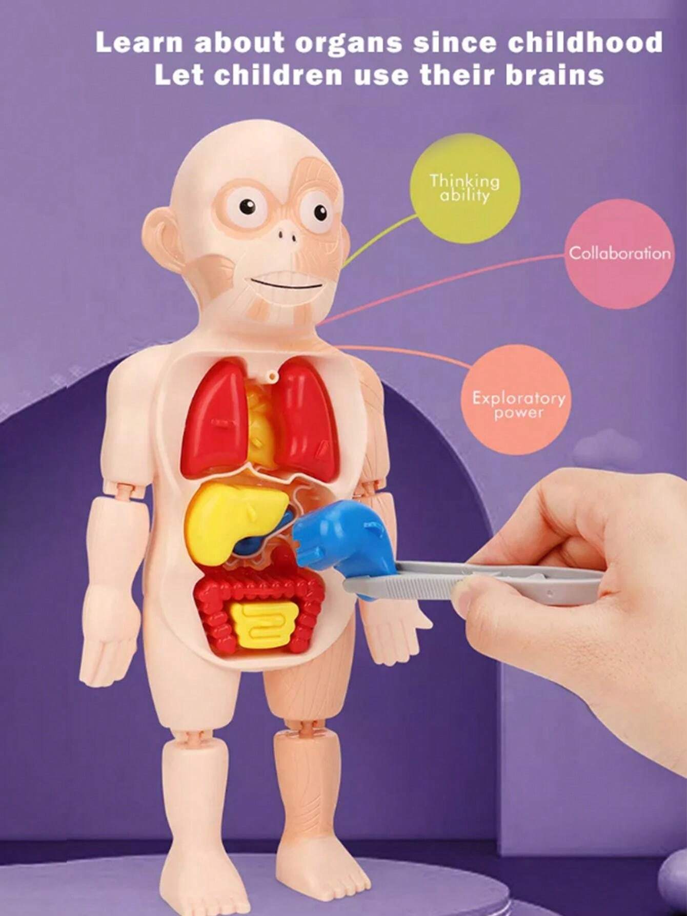 1set Children Human Organ Model Education Toy, STEM Toys For Boys And ...
