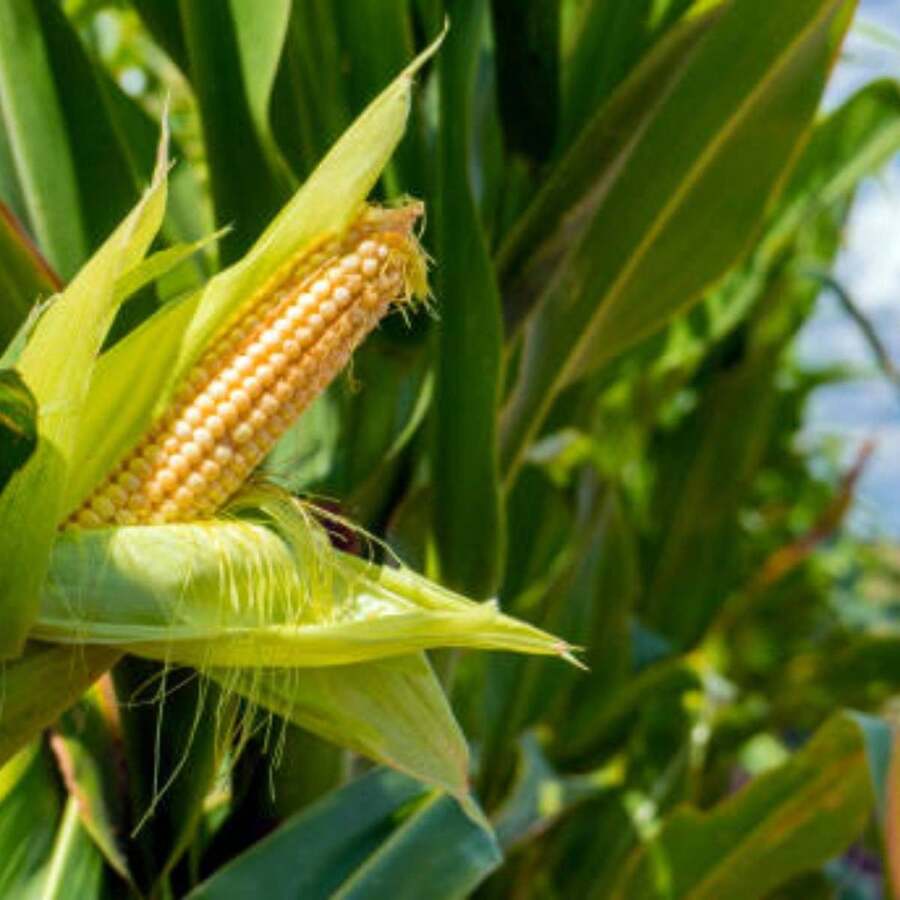 4X ISLA Super Sweet Corn Seeds | SHEIN台灣