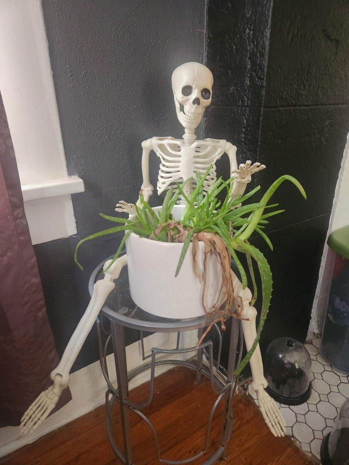 Halloween Skeleton, Full Body Skeleton, Life Size Human Bones Pose-N ...