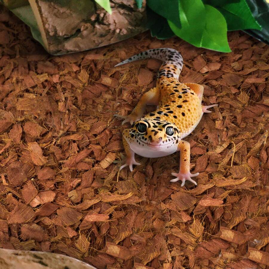 Natural Coconut Chip Substrate For Reptiles- Compressed Coco Husk Chip ...