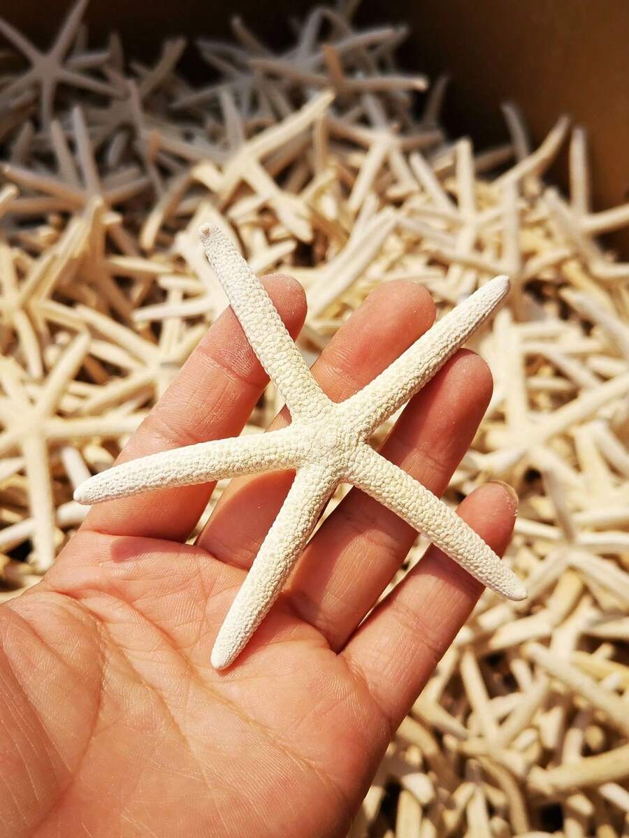 1pc Mediterranean Style Conch Shell, Bun-Shaped Starfish Wall Decor ...