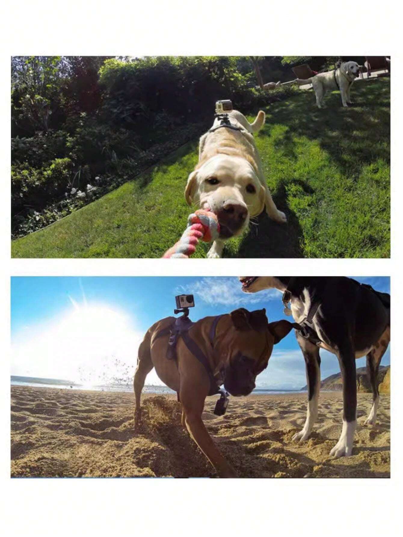 GoPro Accessories Fetch Dog Fixed With DJI Sports Camera Dog Strap ...