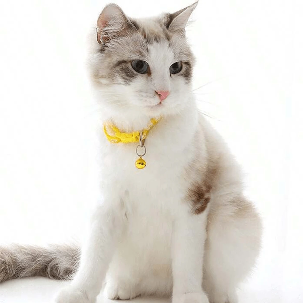 Ergonomic Elevated Cat Feeder 80ml And Thin Collar With Bell Correct ...