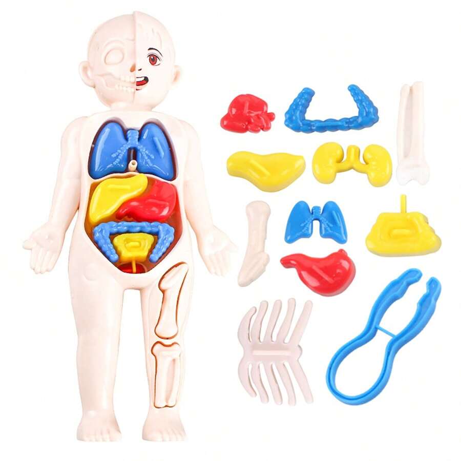 DIY Human Body Organ Model Assembly, Anatomical Torso Structure ...