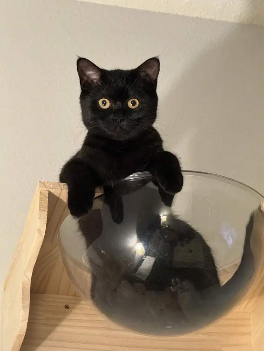 1pc Wall-Mounted Transparent Cat Hammock, Space Capsule Suspended Cat ...