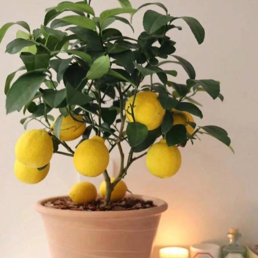 35Pcs Meyer Dwarf Lemon Tree Seeds Fragrant Broadleaf Evergreen Tree ...