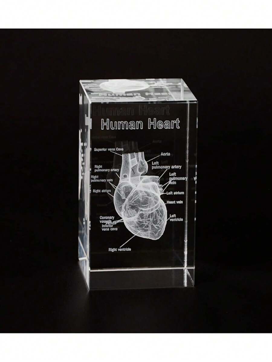 3D Crystal Heart And Liver Anatomy Model, Laser Engraved, Home & Office ...