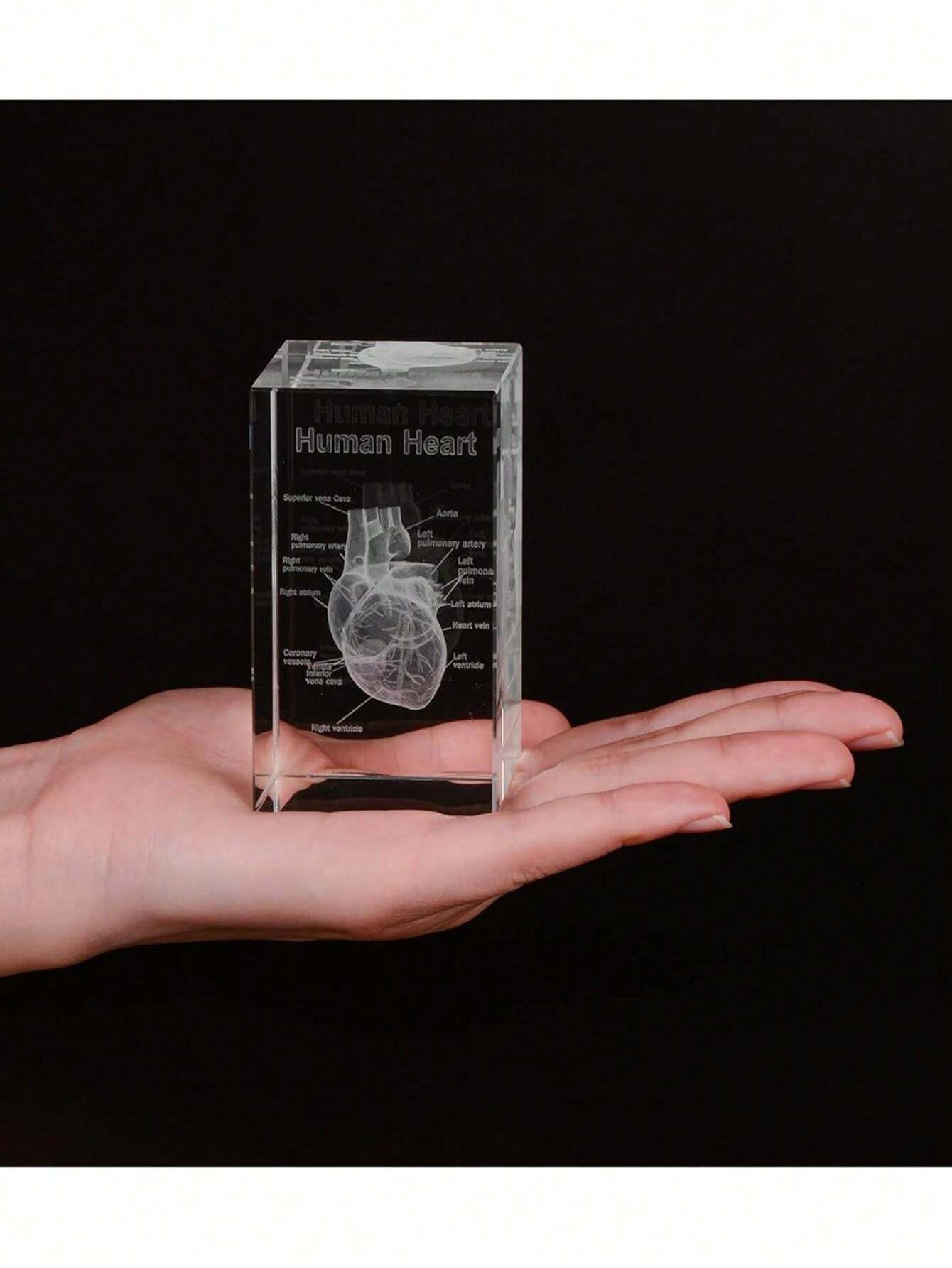 3D Crystal Heart And Liver Anatomy Model, Laser Engraved, Home & Office ...