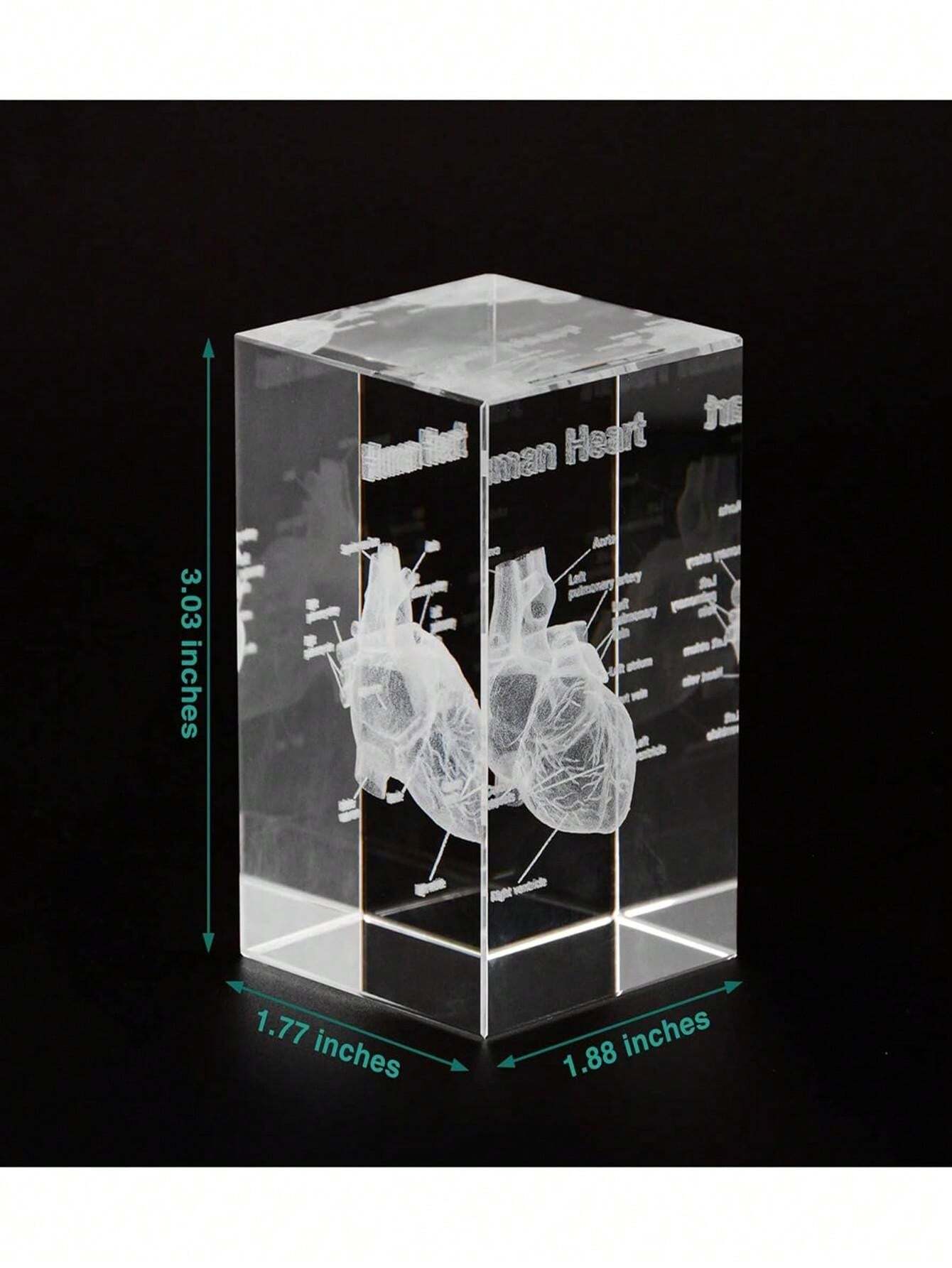 3D Crystal Heart And Liver Anatomy Model, Laser Engraved, Home & Office ...