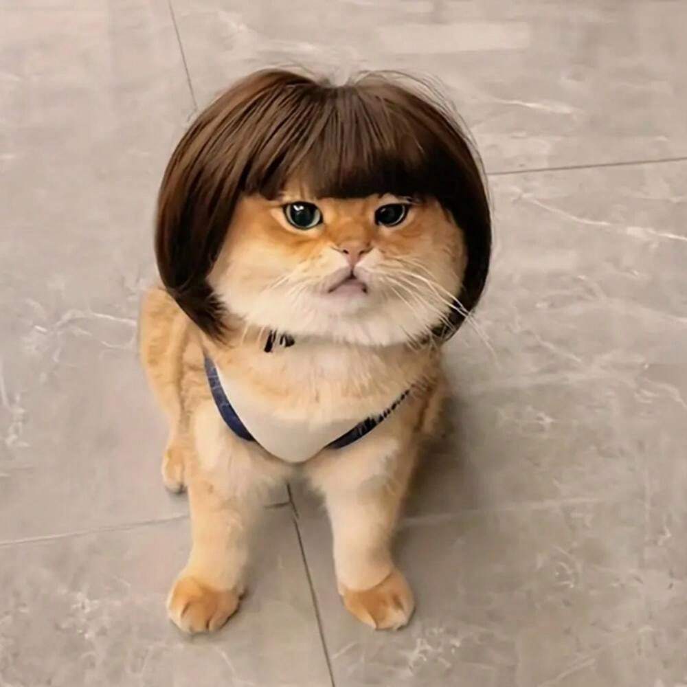 Peluca para mascotas gato con corte de pelo bob y flequillo. Accesorios ...