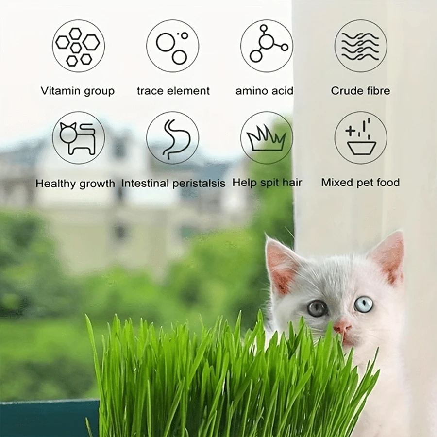 Pet Cat Sprout Dish Growing Pot Hydroponic Plant Cat Grass Germination ...
