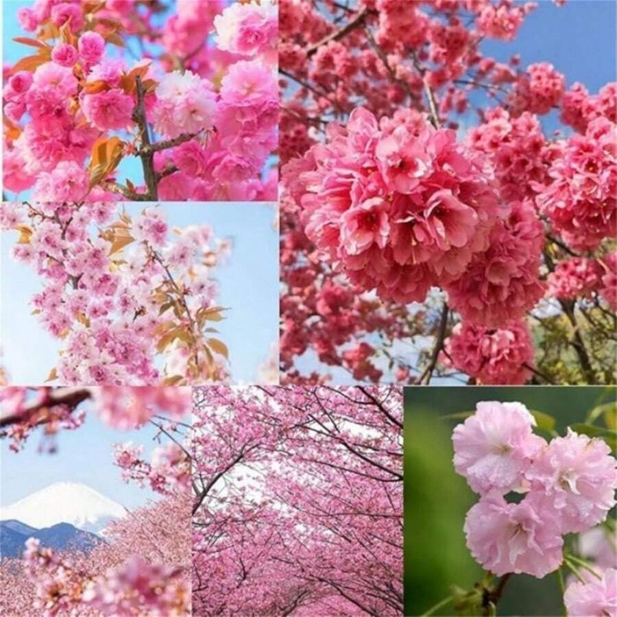 30pcs Heirloom Cherry Blossom Garden Seeds - Exquisite Japanese Flower ...