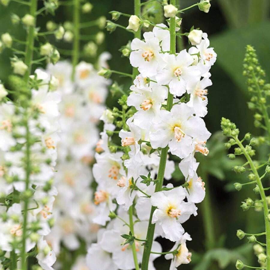 100pcs High Germination Rate Garden Mullein Seeds 2000 Great Lupine ...