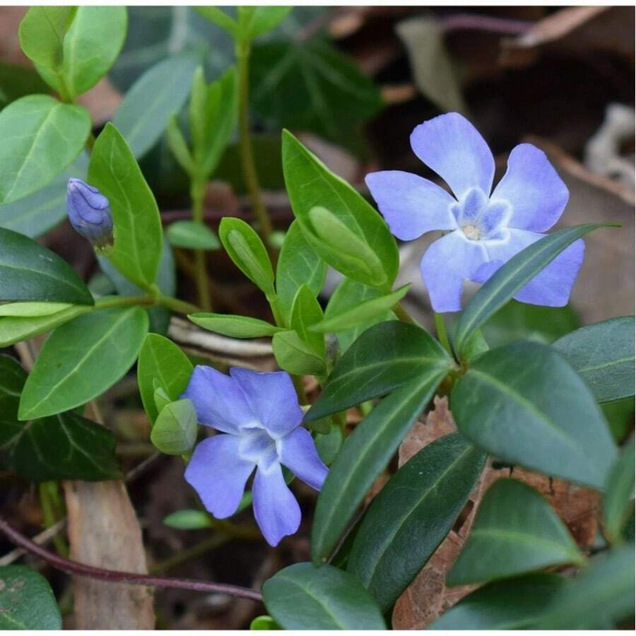 100pcs Heirloom Periwinkle Garden Seeds - Organic, Non-Gmo, Annual ...
