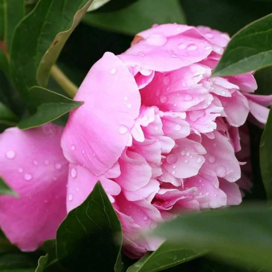 Peony Flower Seeds Packet For Home Garden Planting Flower Seeds Pack ...