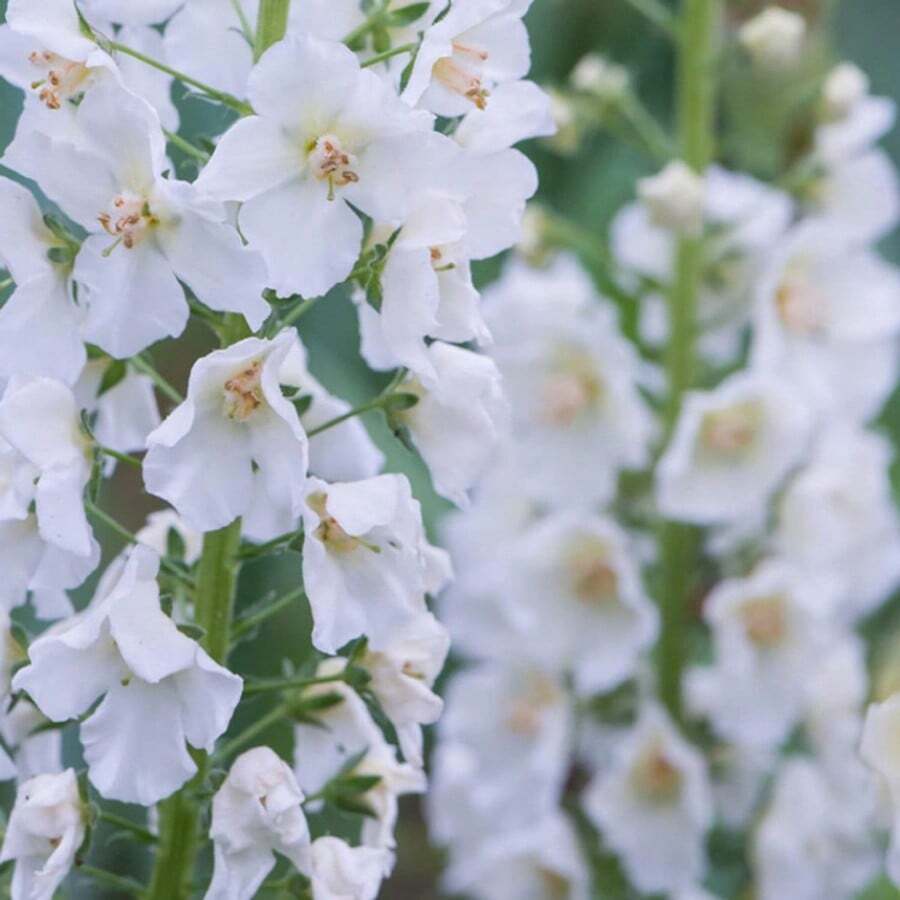 100pcs High Germination Rate Garden Mullein Seeds 2000 Great Lupine ...