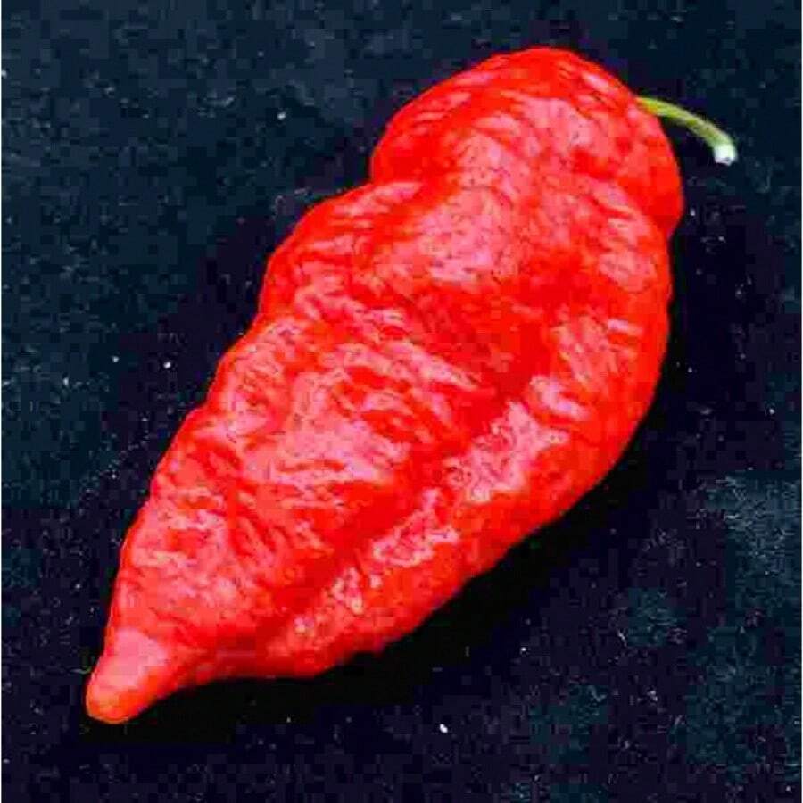 HOT Spicy Red Devil Pepper Seeds ( REPACKED 20 Seeds ) - Basic Farm ...