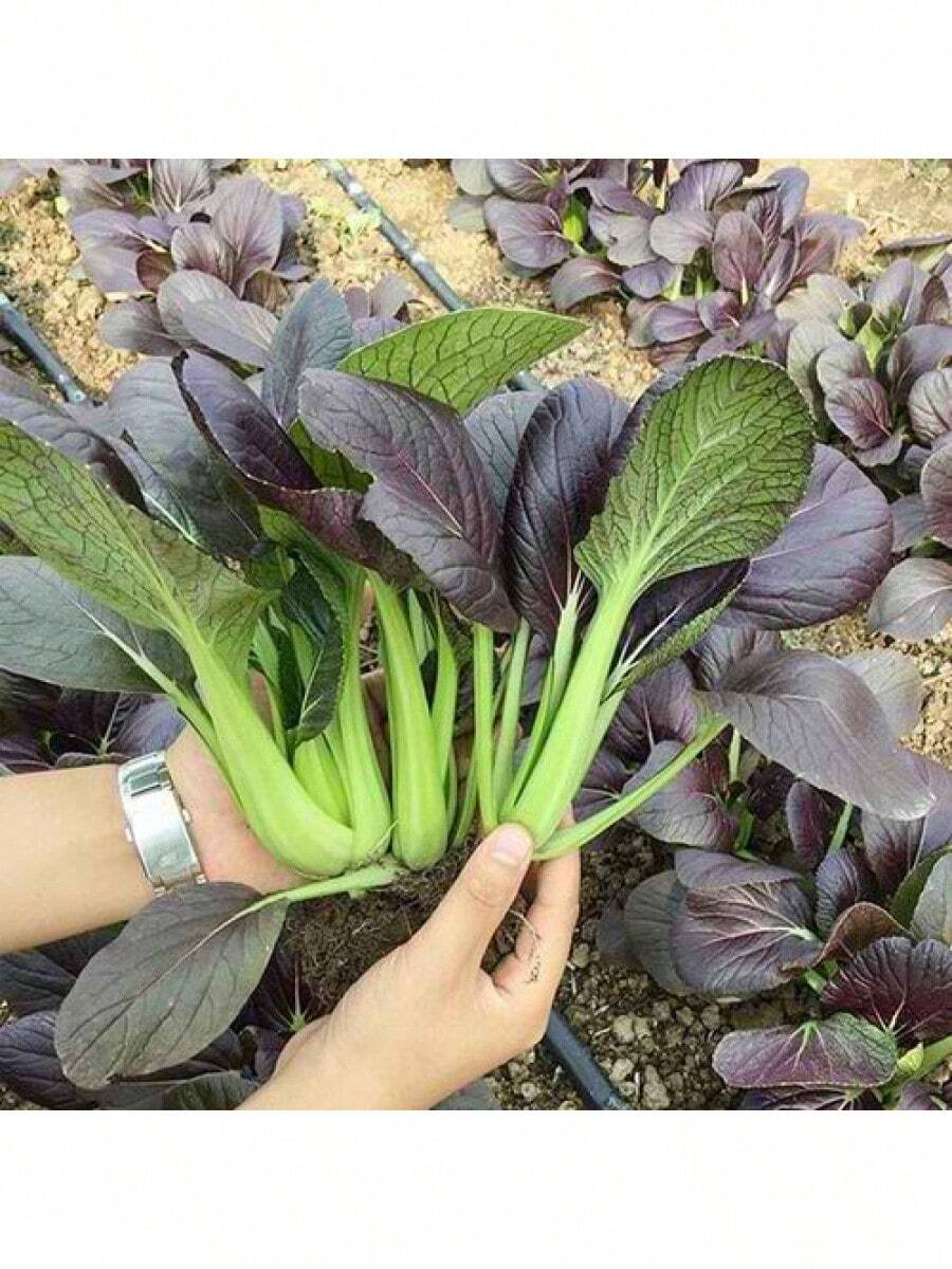 Sulit Pack Purple Pechay Pak Choi Vegetable Seeds ( 500 Seeds ) - Basic ...