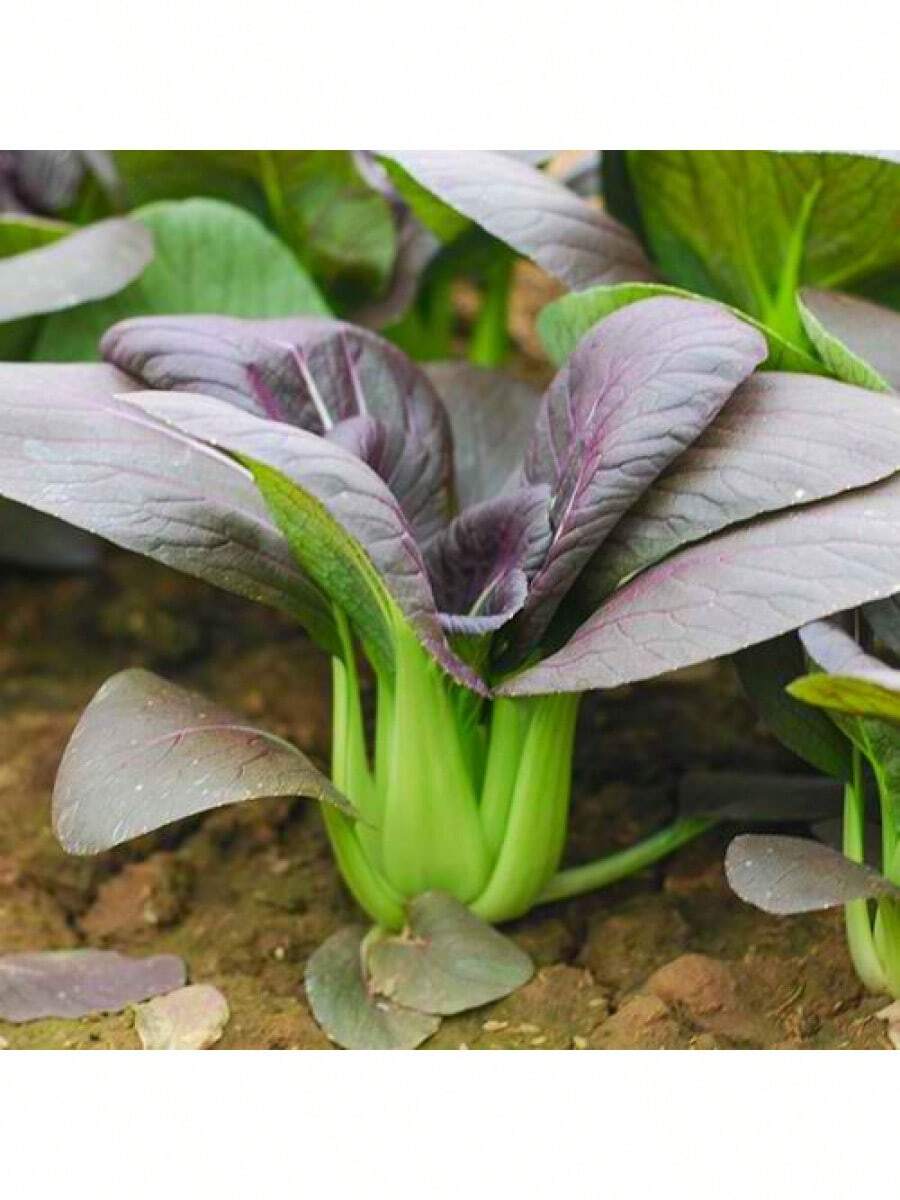 Sulit Pack Purple Pechay Pak Choi Vegetable Seeds ( 500 Seeds ) - Basic ...